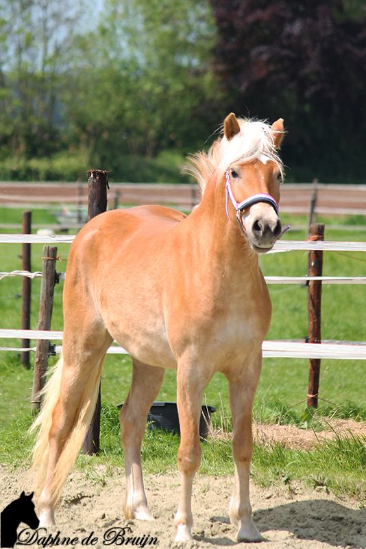 [FOTO] Haflingers ITP, deel 2! • Bokt.nl